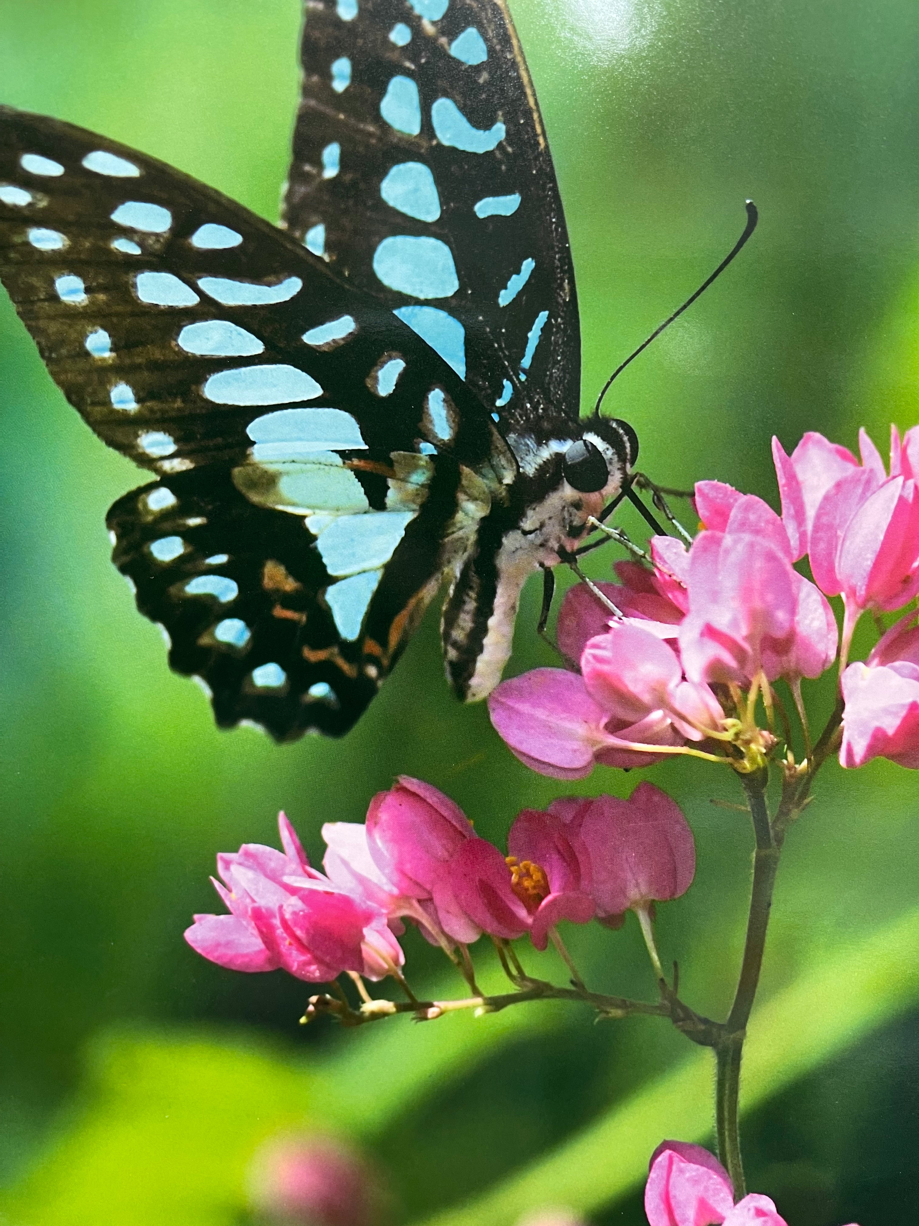 Portfolio Twin Pocket Bugs [EACH] – Humacao School Supply